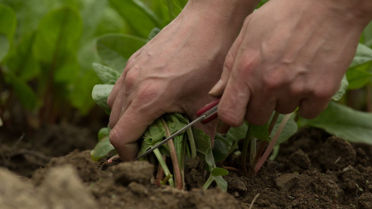 Harvesting Tools – Abundance Farm