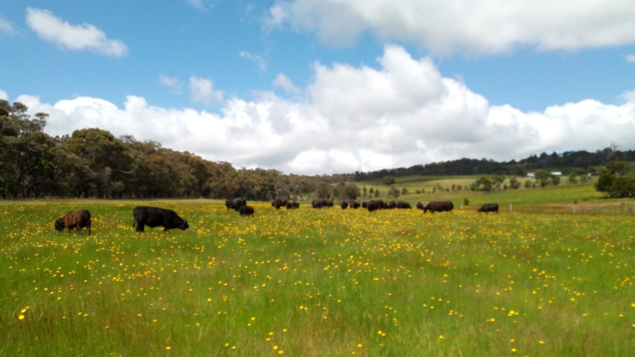 Pasture Raised Free Range Beef – Farming for Abundance